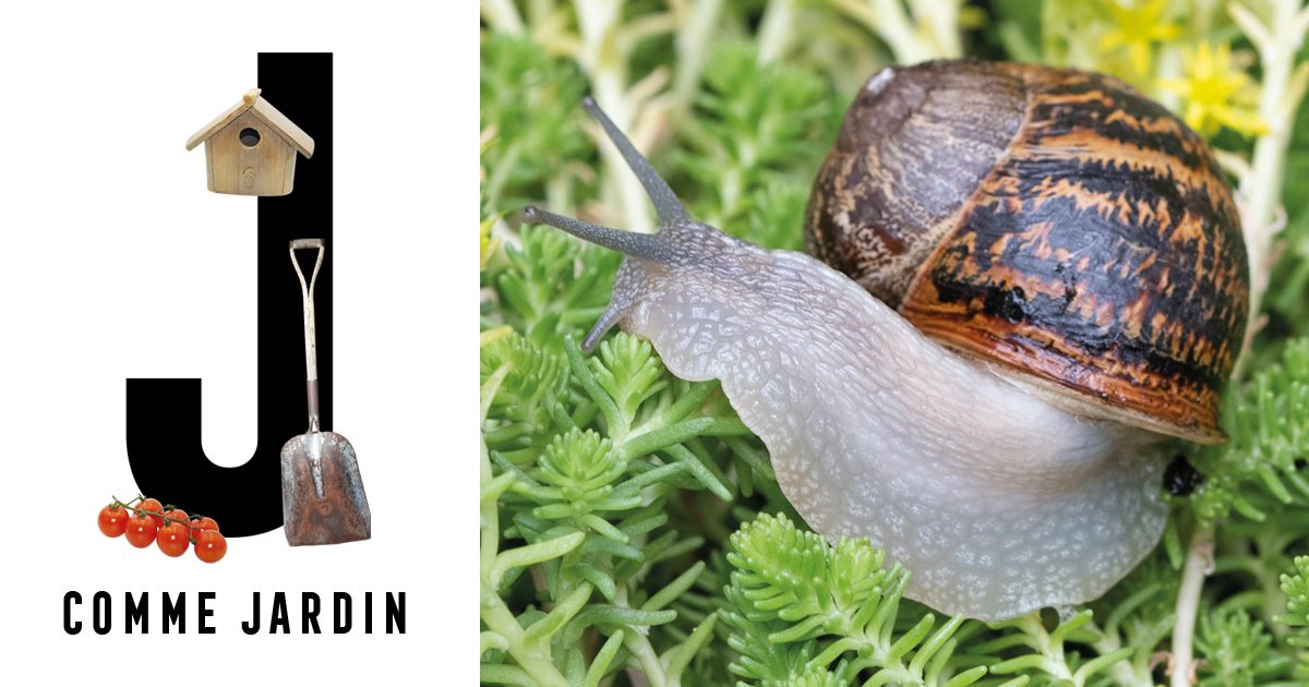 Les Lettres de mon jardin de Jean-Michel Caillaud | Les Lectures d'Azilis